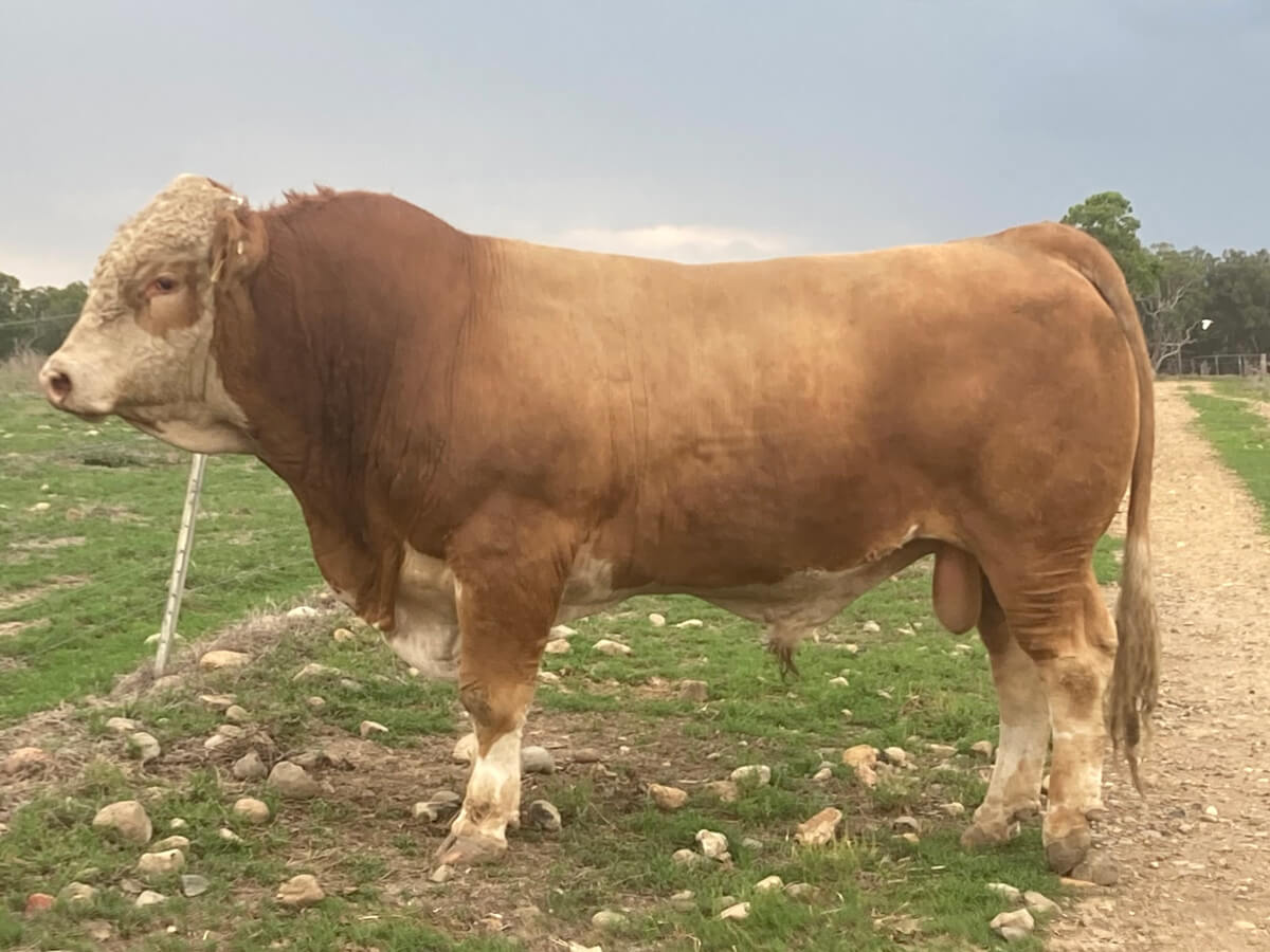 6 Quality Simmental Bulls for Sale 2024 - Lucrana Simmentals