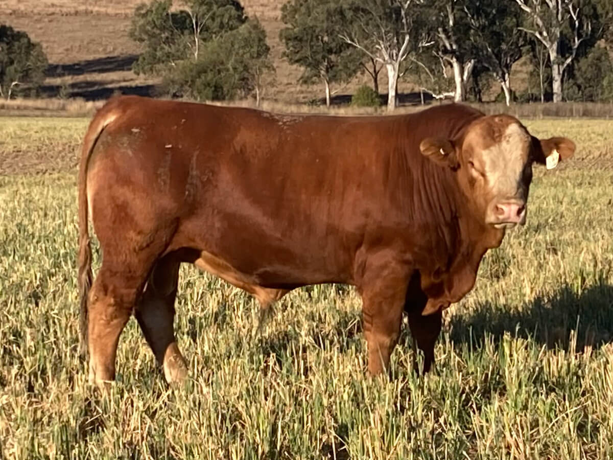 6 Quality Simmental Bulls for Sale 2024 - Lucrana Simmentals