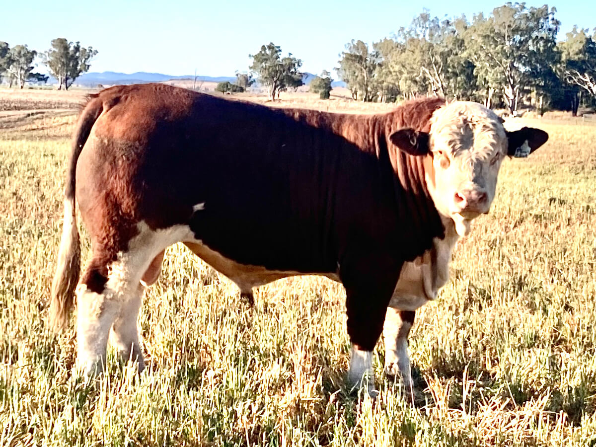 6 Quality Simmental Bulls for Sale 2024 - Lucrana Simmentals